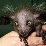 Odd Animals – The Weirdest Creatures on Planet